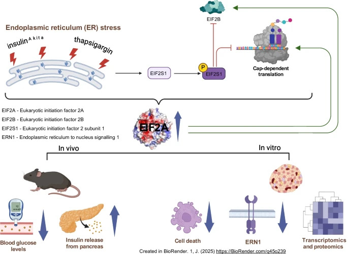 New EASD-ADA consensus guidelines on managing hyperglycaemia in type 2 ...