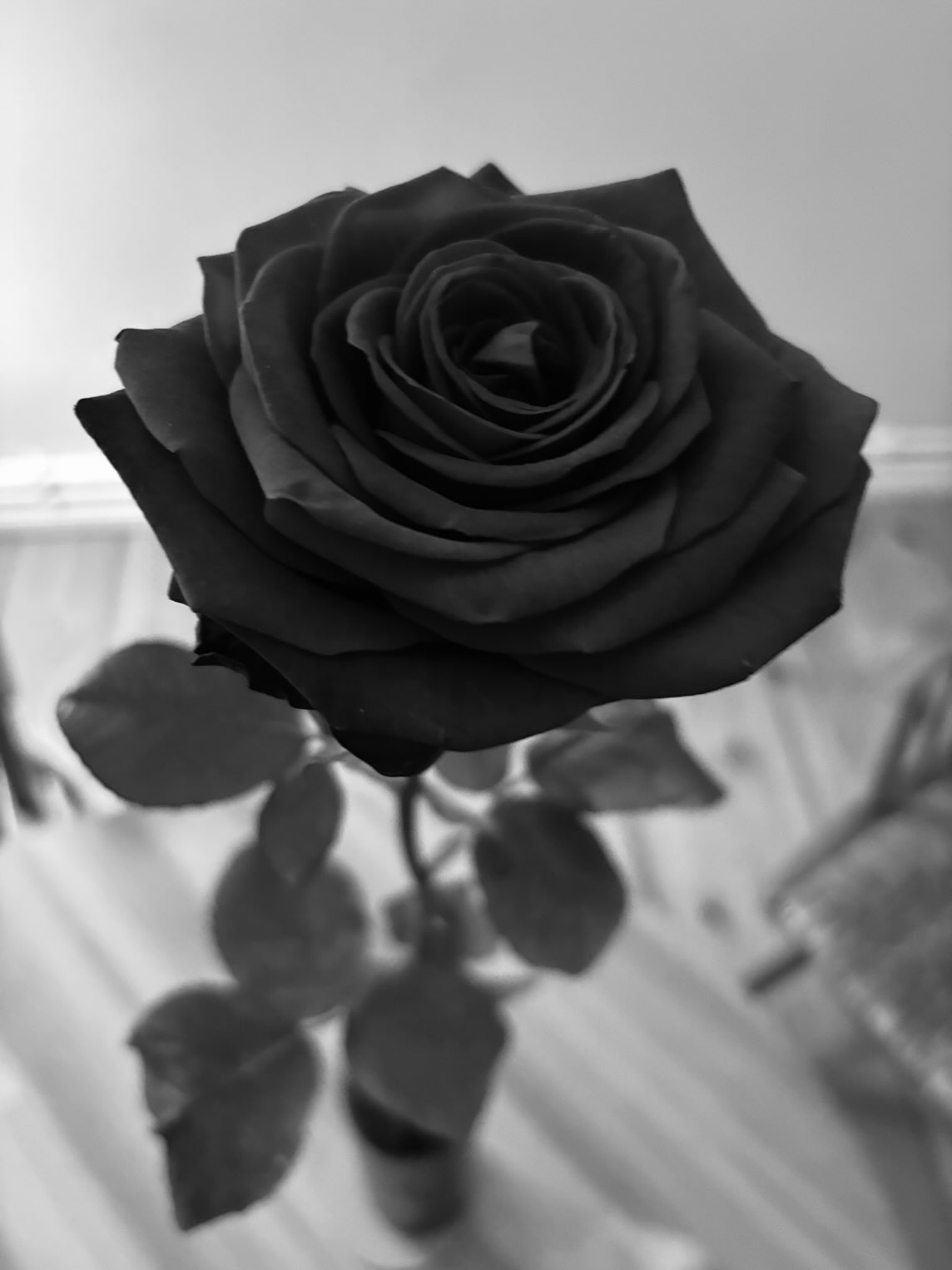 Black Rose Background Tumblr