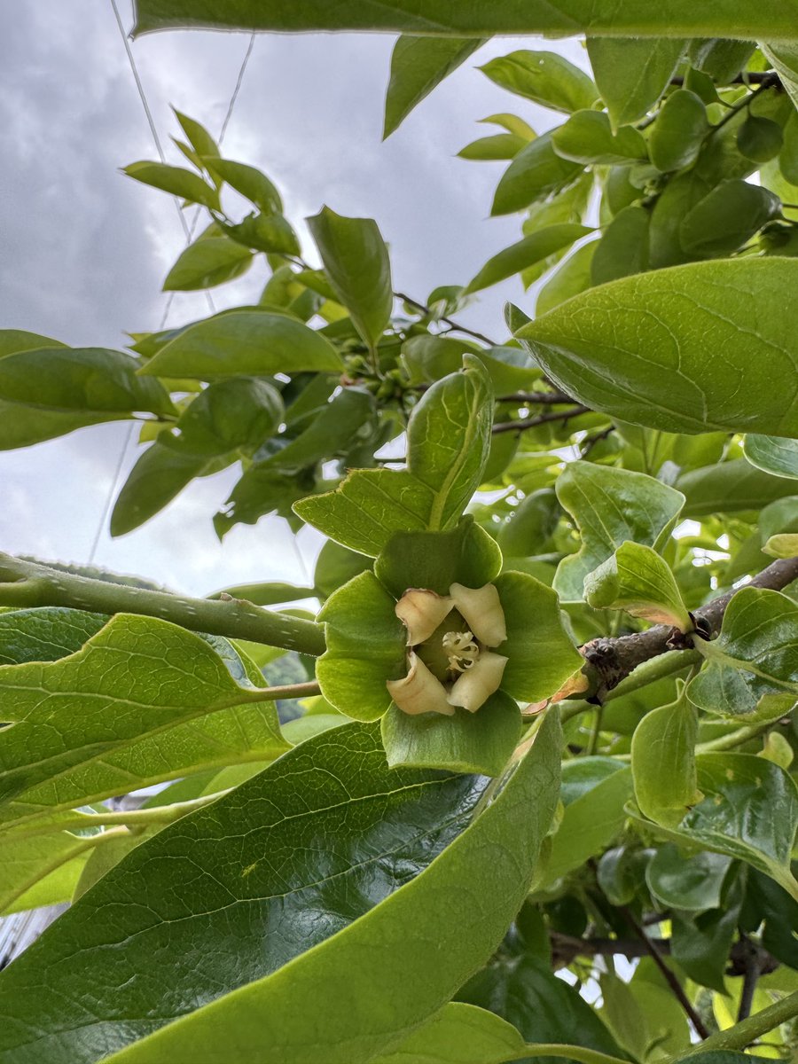 Ryusuke IMURA(@tigers_1964) - Twilog (ツイログ)