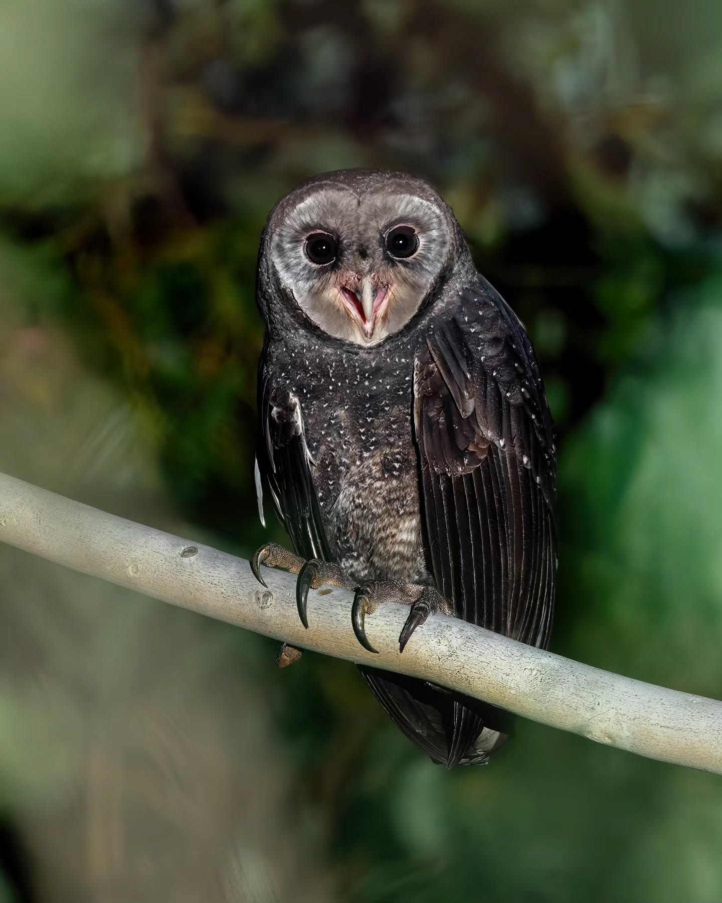 Greater Sooty Owl