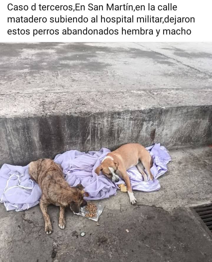 Son Perros Militares Macho O Hembra