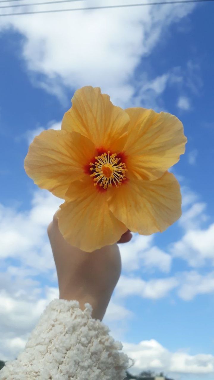 Hawaiian Flower Background Tumblr
