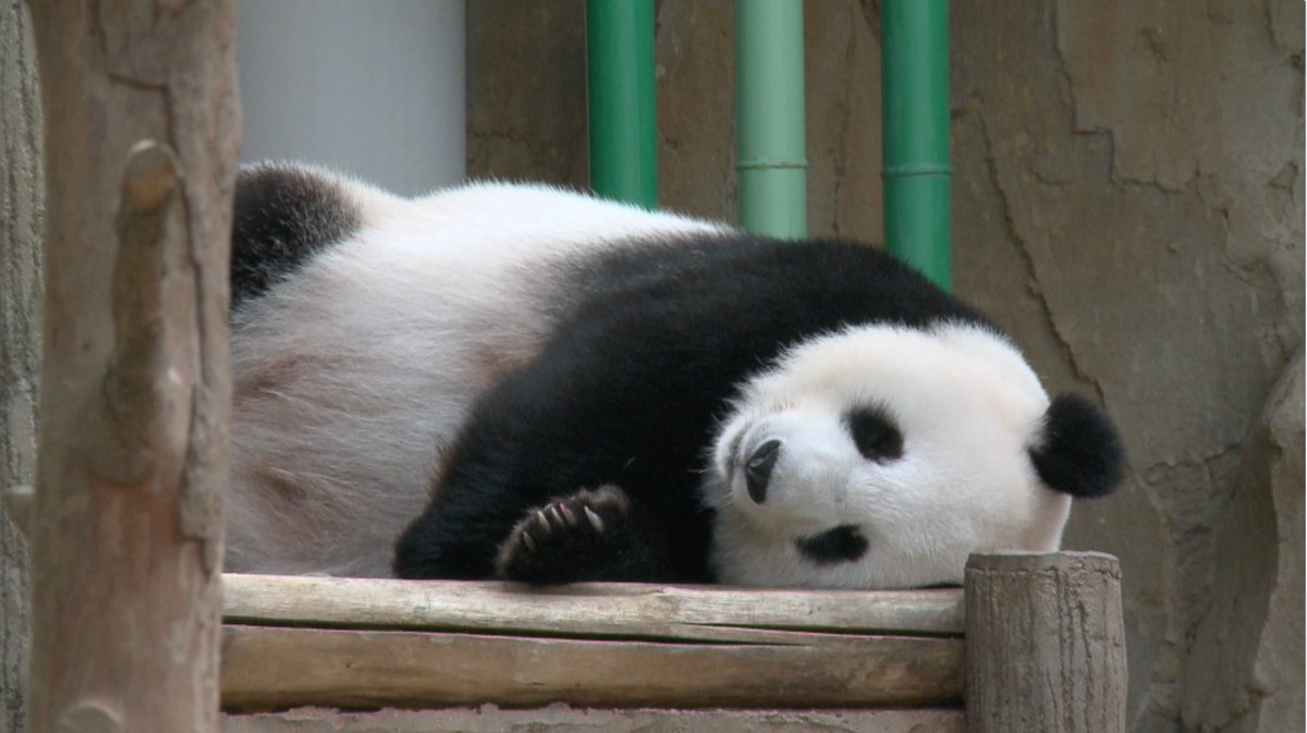 China's Giant Pandas Fu Wa and Feng Yi Return from Malaysia as Zoo ...