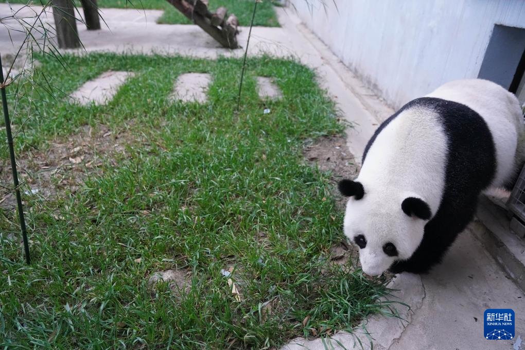 China's Giant Pandas Fu Wa and Feng Yi Return from Malaysia as Zoo ...