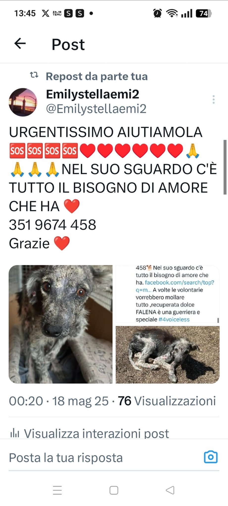 Buongiorno Meme Cucciolo