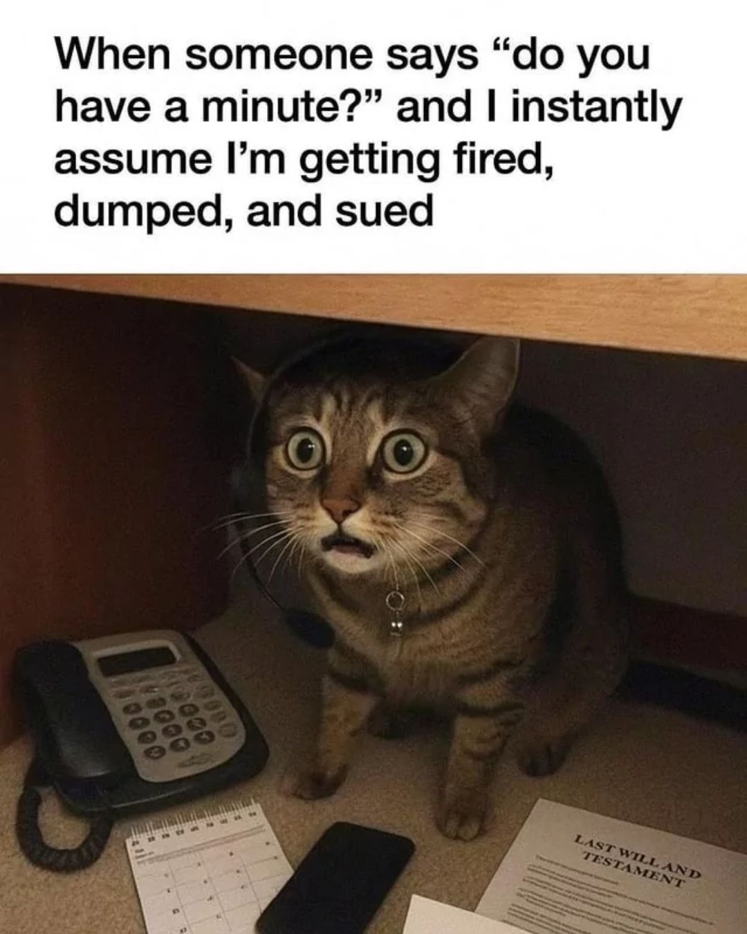 Cat Humor Funny Work Meme