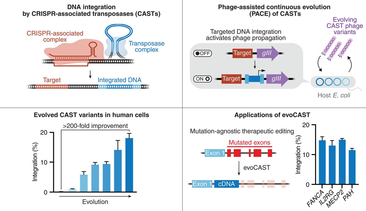 CRISPR-Associated Transposase Enables RNA-Guided Whole Gene Insertion ...