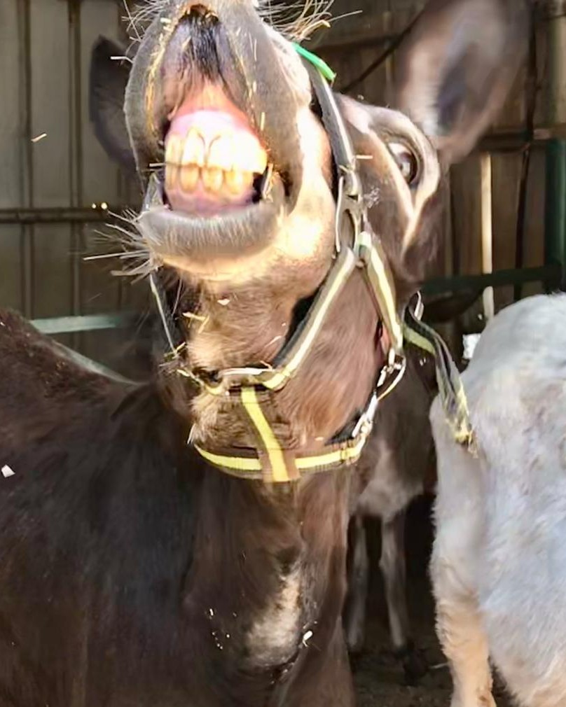 Donkey Teeth