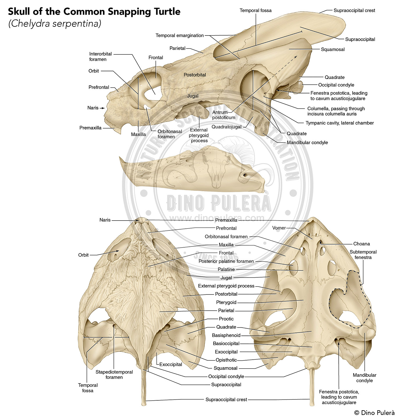 Turtle Head Anatomy The Anatomy Of A Turtle: Head And Its Senses