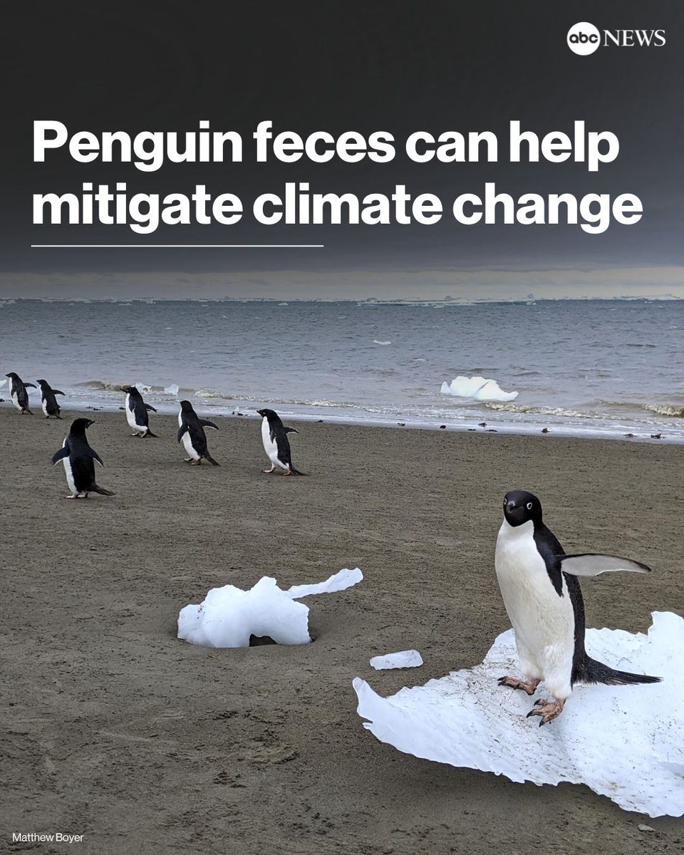 Penguin Poop Emits Ammonia That Forms Cloud Condensation Nuclei ...