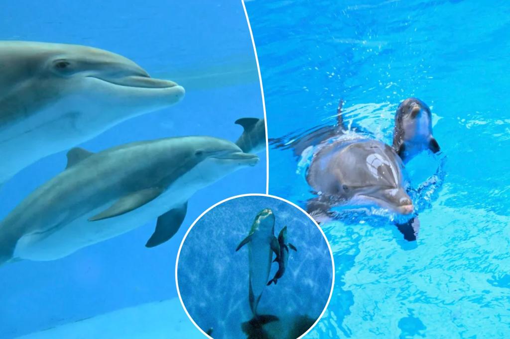 38-Year-Old Dolphin Allie Gives Birth at Brookfield Zoo Chicago, First ...