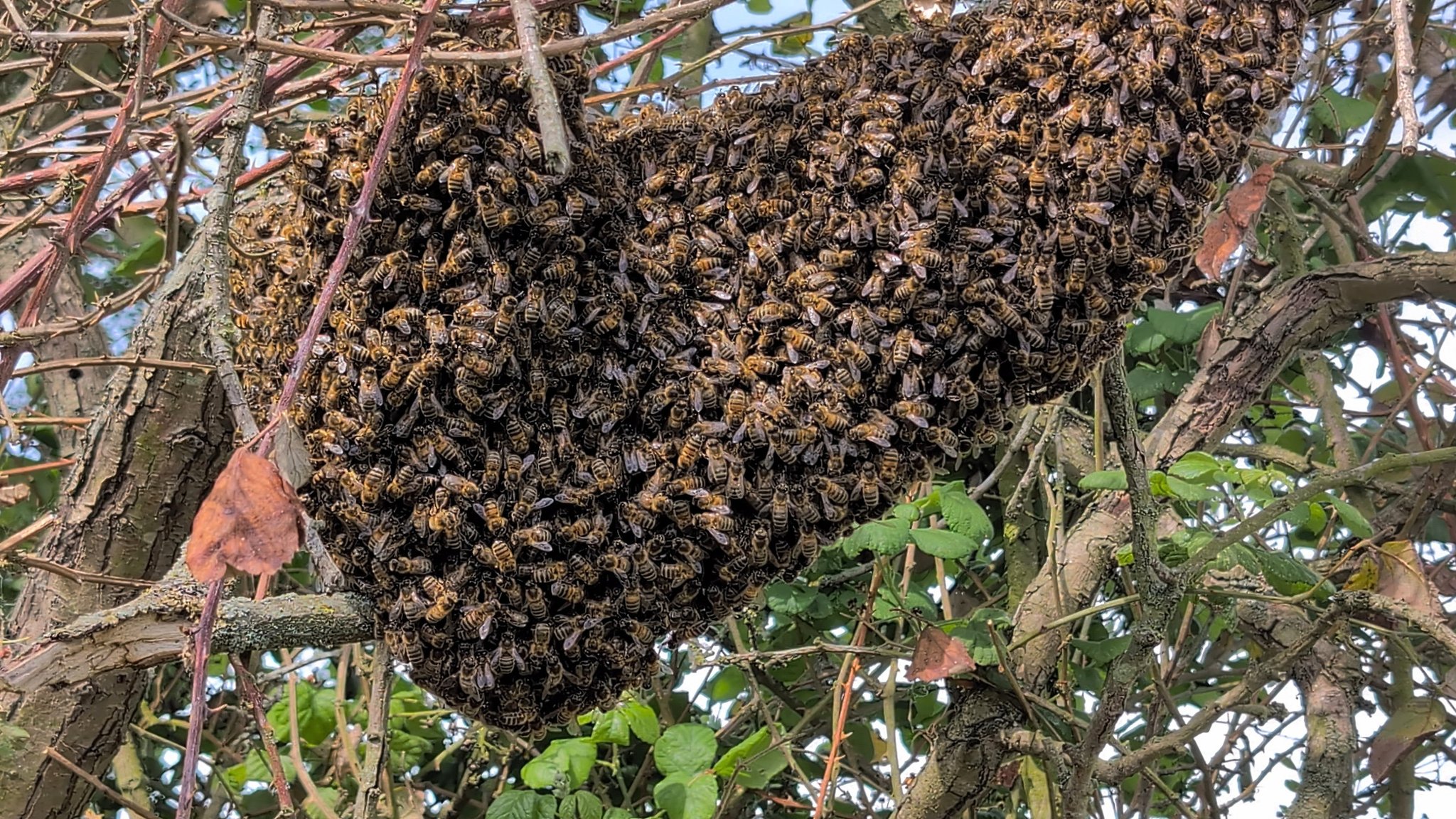 2048x1152 Wallpaper Beehive UMF MGO Certified, Winter Health| M&H