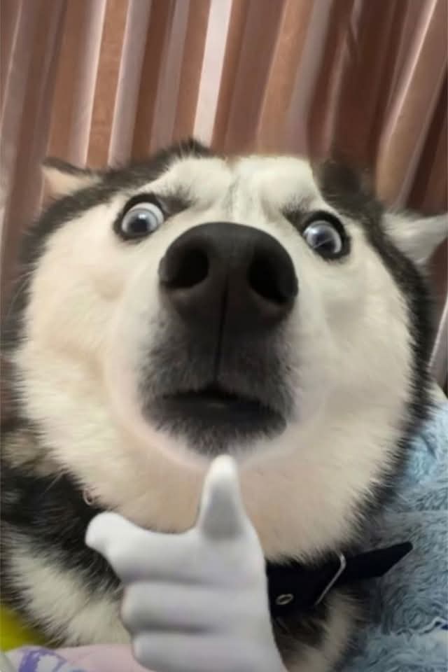 Surprised Husky