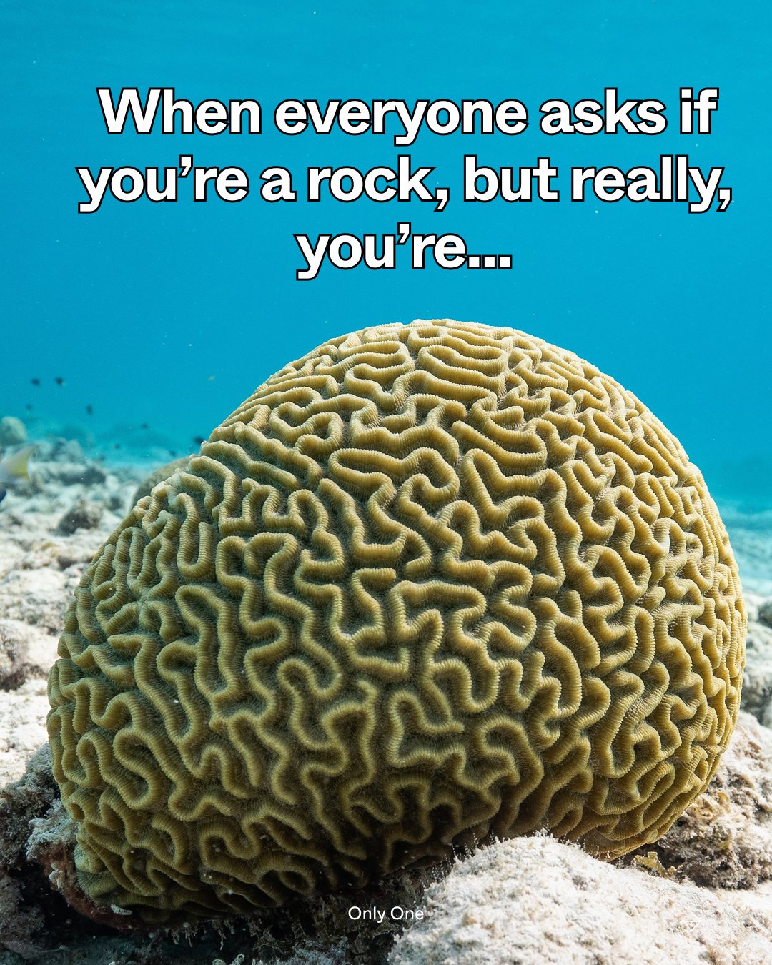 Coral Reef Meme