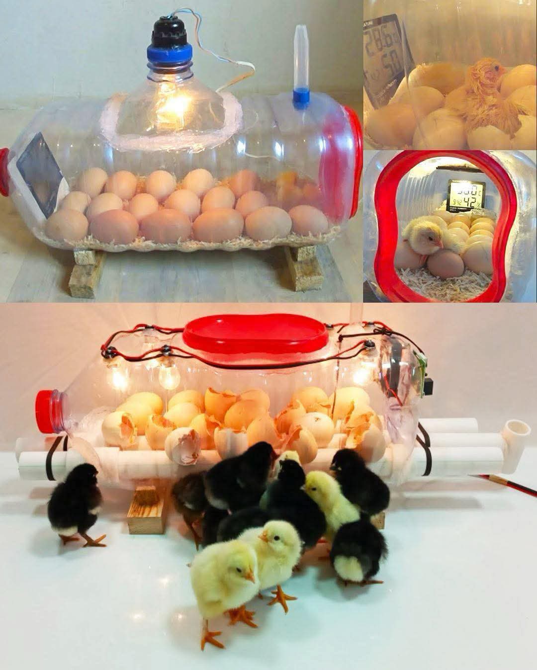 Homemade Egg Incubator