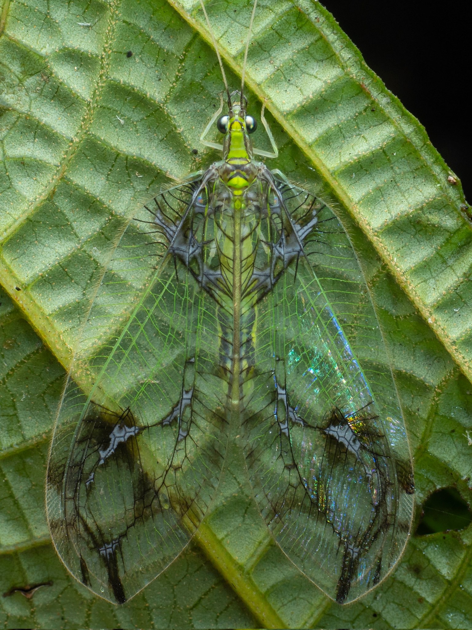 Nature Animals Insects Leaves