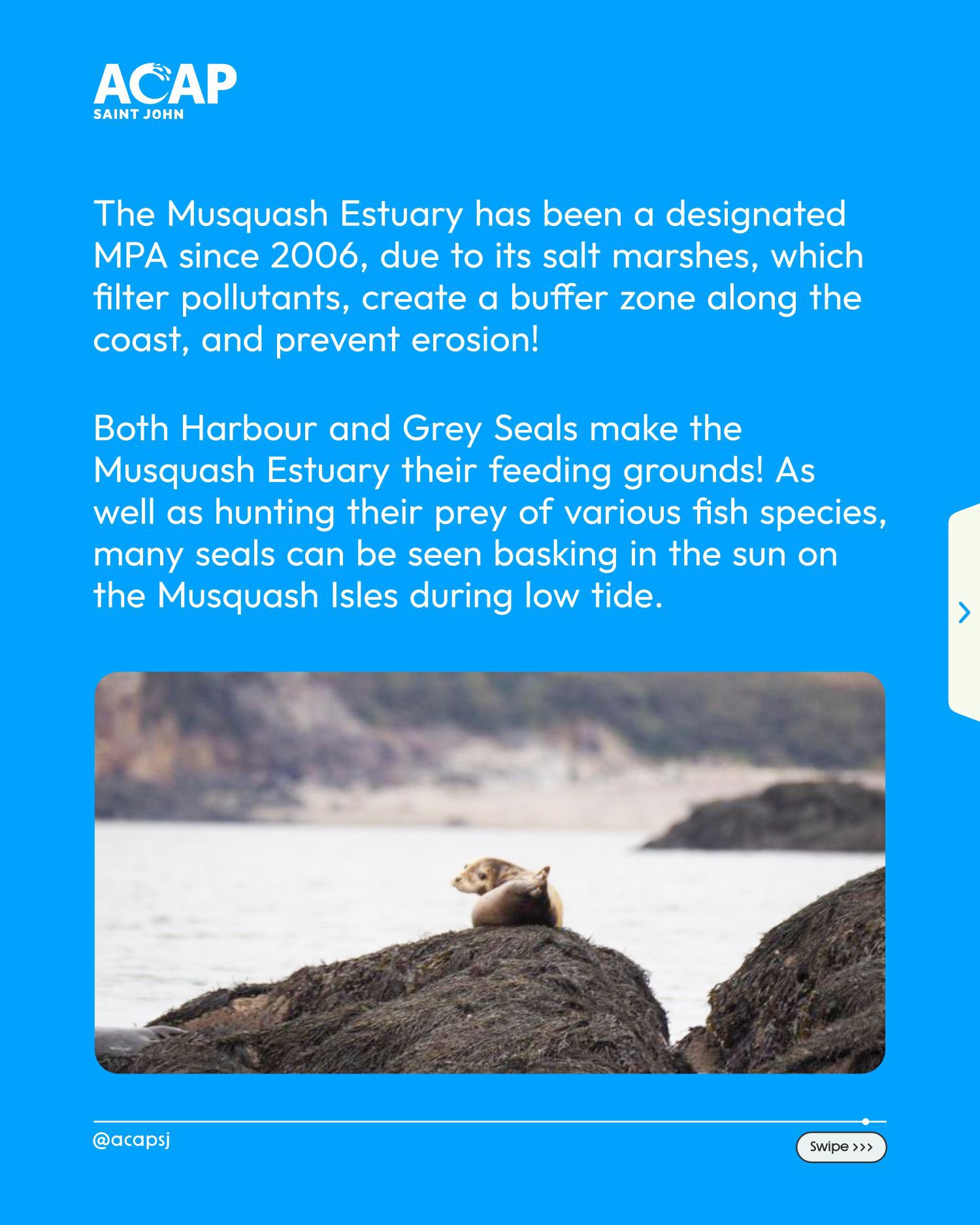 Saint John Tide Chart