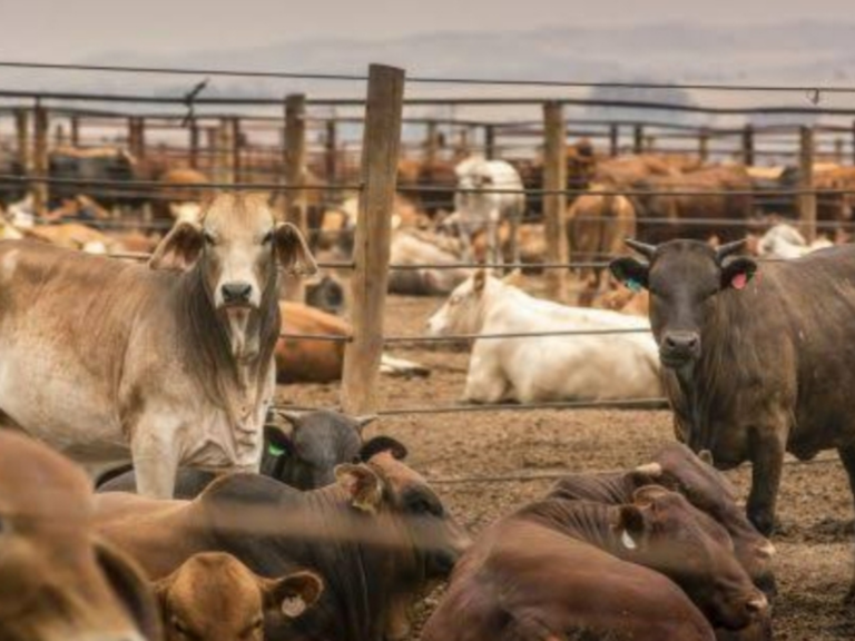 FF Plus Manifesto 2024 | Freedom Front Plus