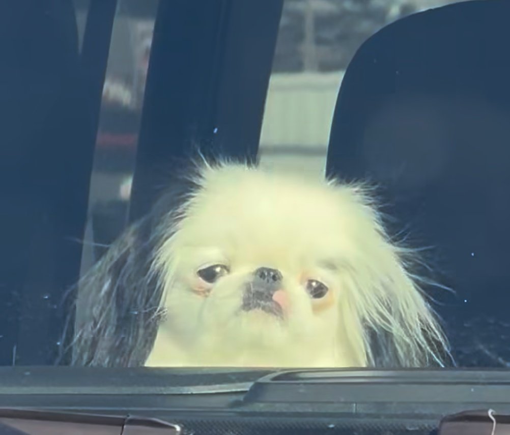 ⚡KTT2 VZ PINK PANTHER PONY CLUB THREAD 🎤🐴 | ktt2