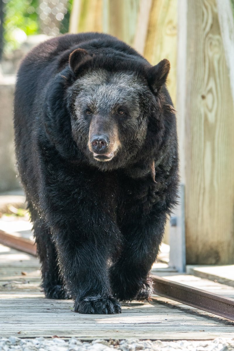 Naples Bears