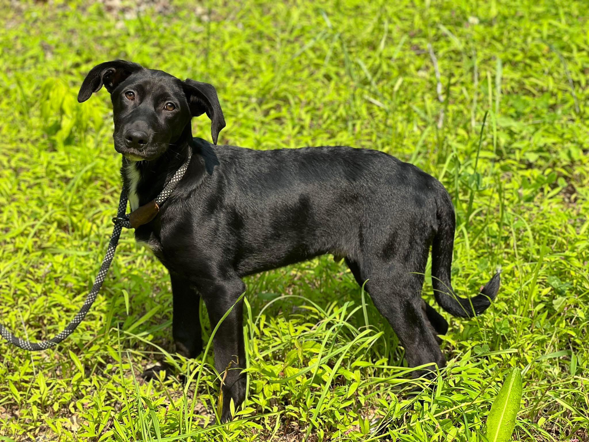 Windhund Labrador Mischling