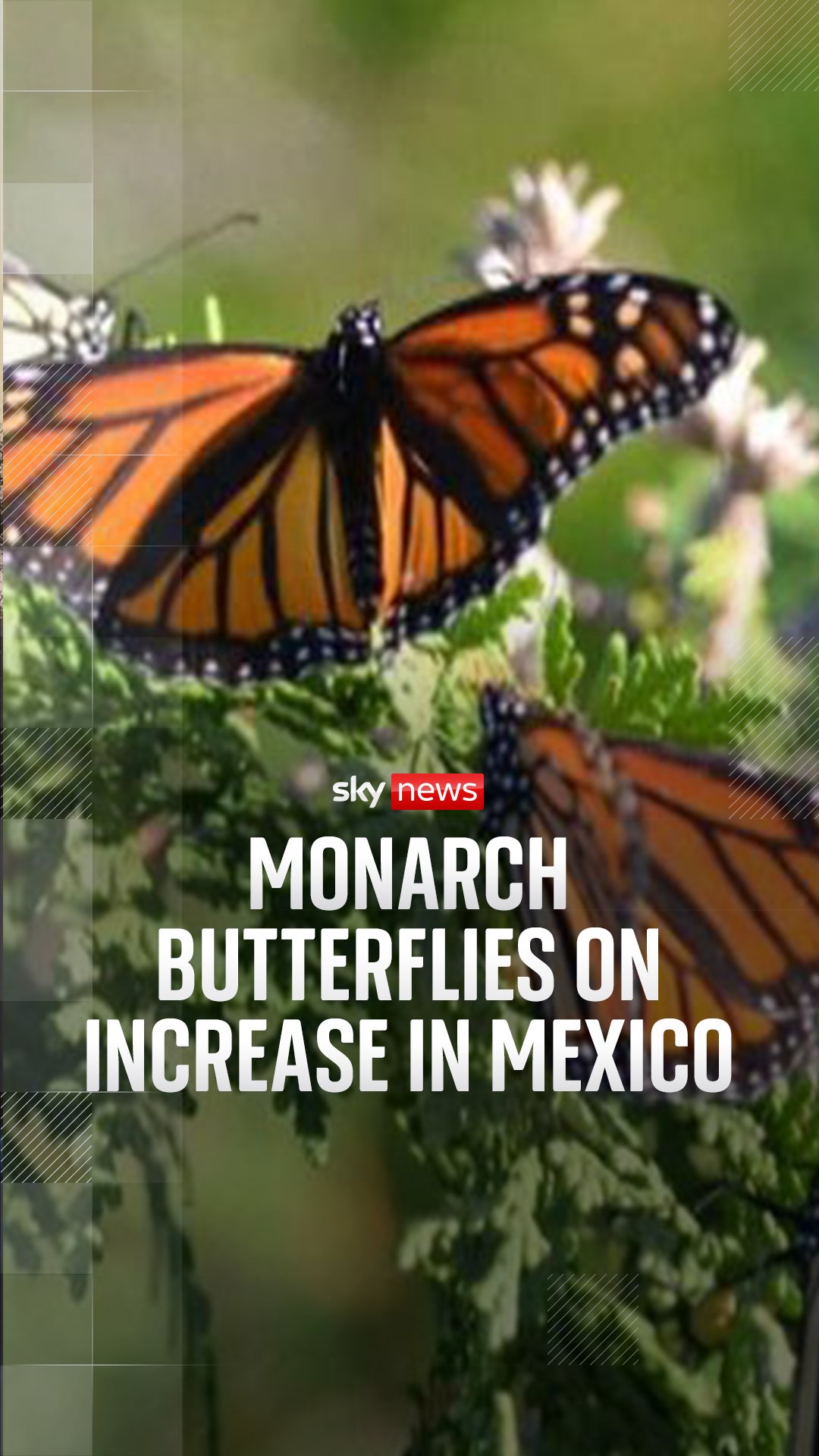 Monarch Butterfly Decline Art Lander's Outdoors: An Iconic Pollinator,