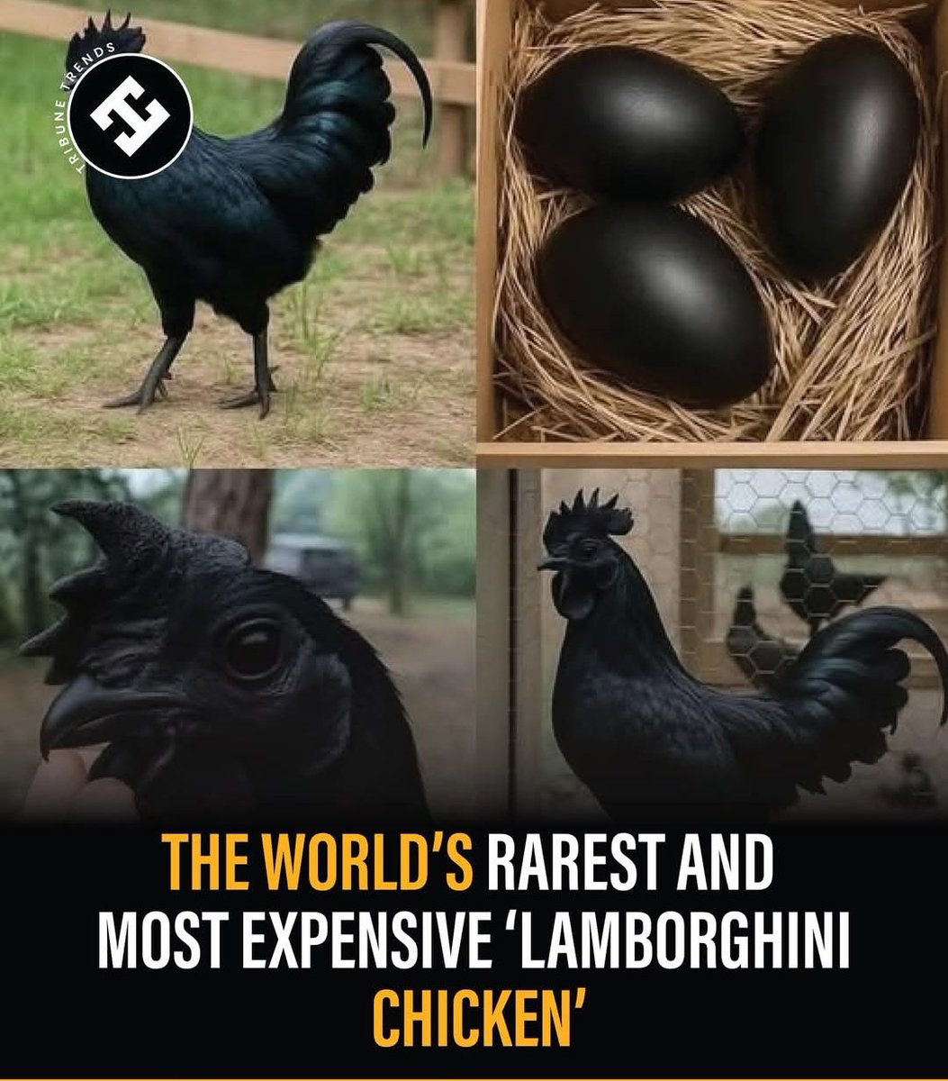 Most Expensive Chicken Eggs