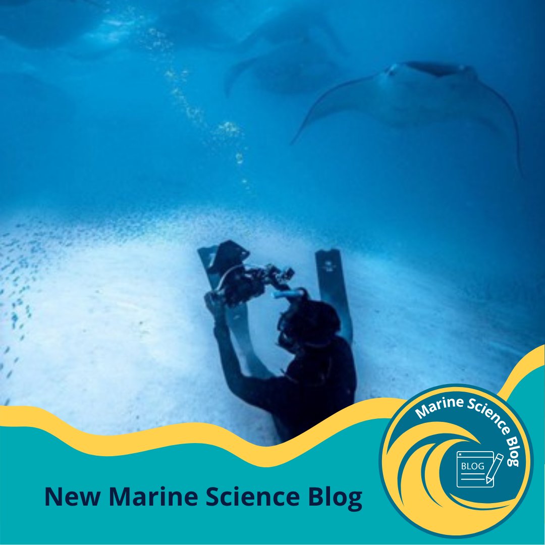 Marine Management Organisation Logo
