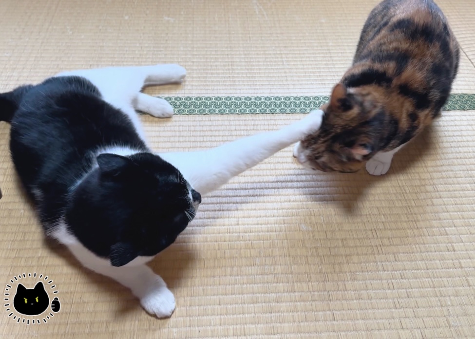 3/9)とってもかしこいろんさん 」AKR🌻7巻でたよの漫画