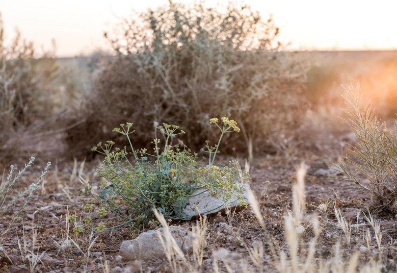 Harsh Climate Plants