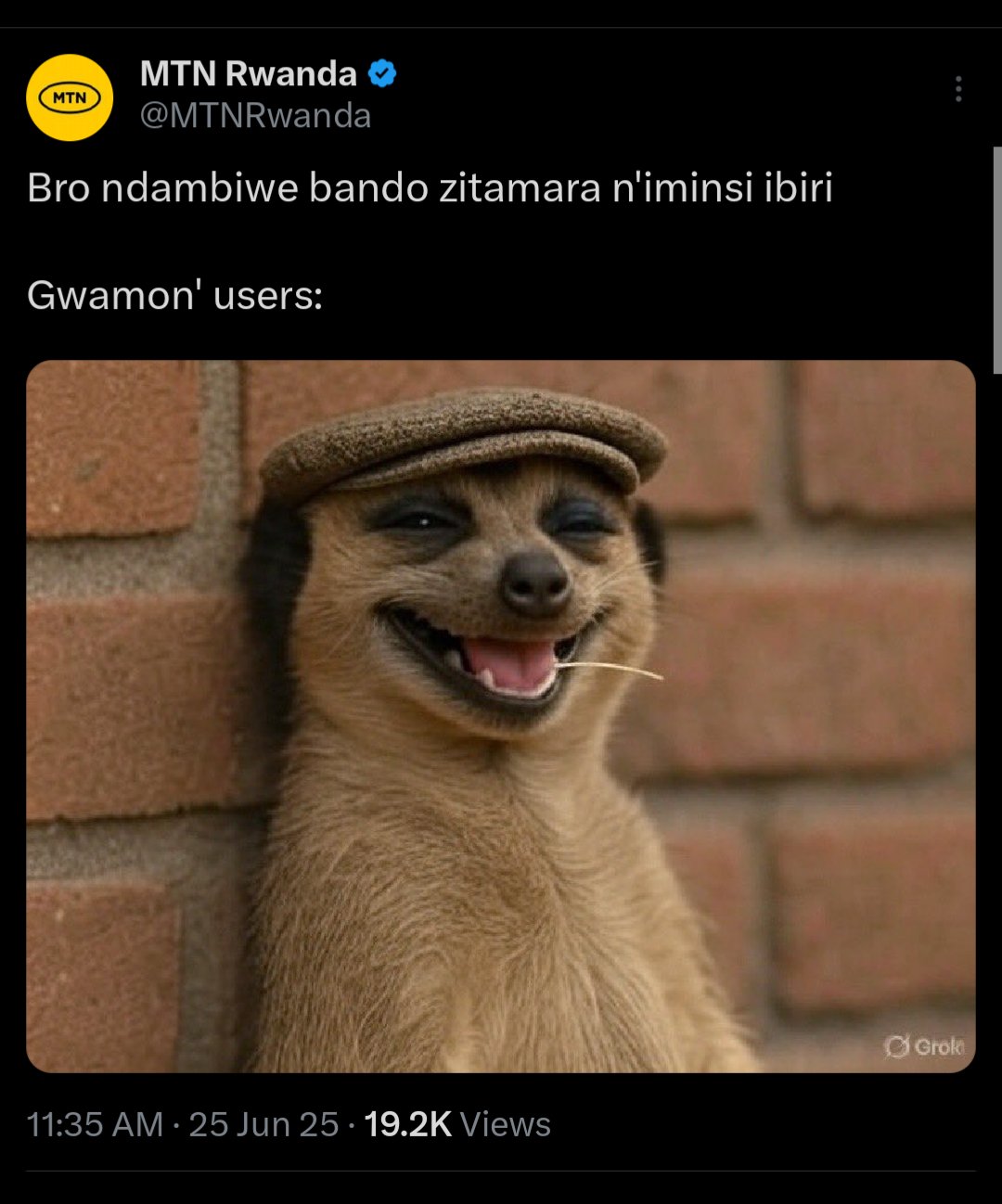 Memes De Suricata