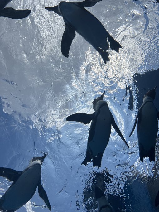 「動物 水泳」のX(旧Twitter)画像/イラスト(新着順)