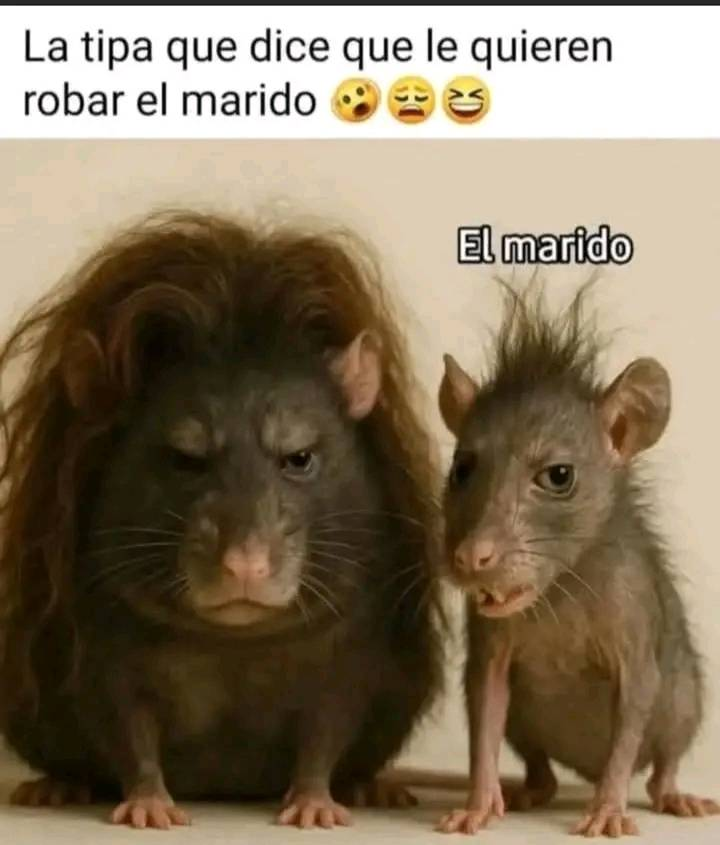 Memes Raton