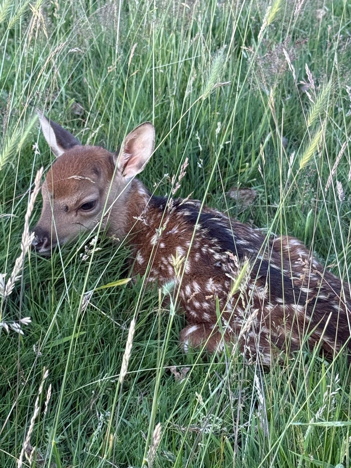 Baby Sika Deer Adey A On X: "Sika Deer Calf Sitting Tightly In Long