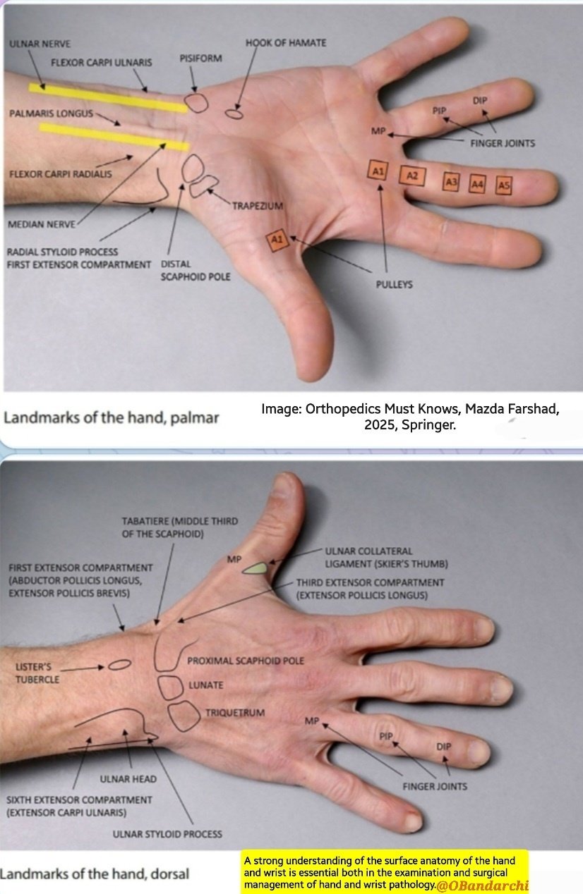 Surface Anatomy Of The Hand Dentistry And Medicine: Blood Supply,