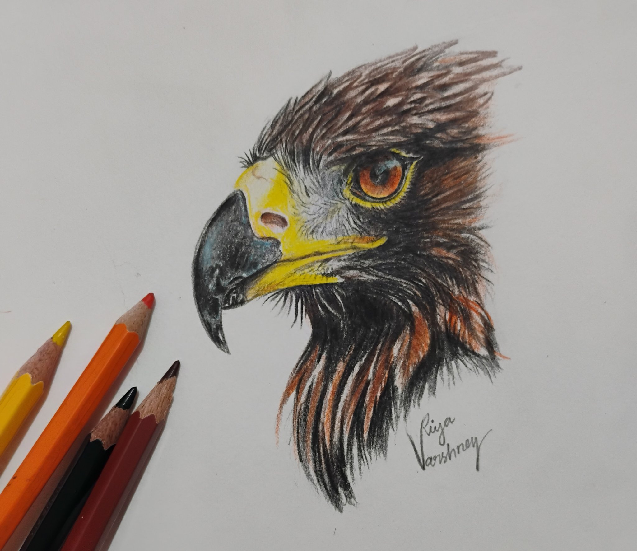 Pencil Drawing Of Golden Eagle