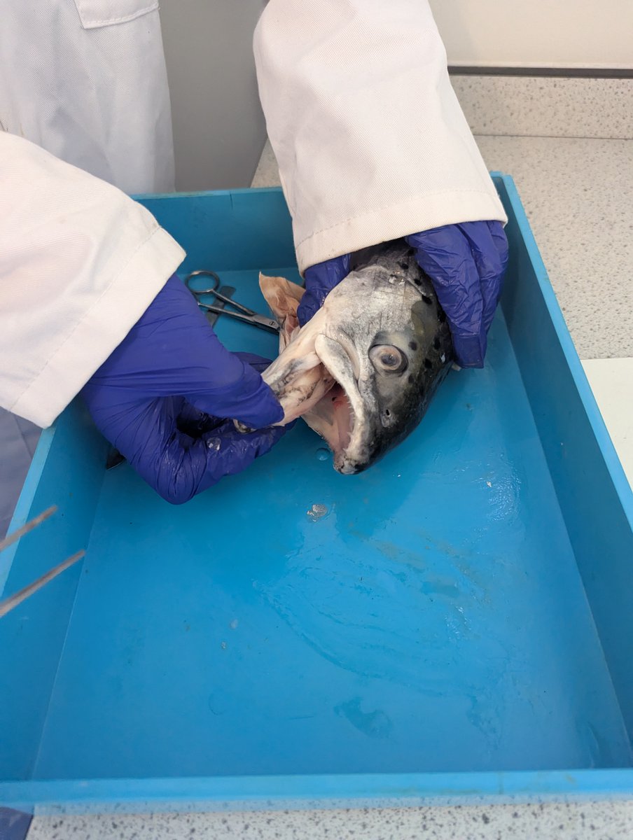 How Do We Meet the Requirements of the 16-19 Study Programme? - Harris Academy Beckenham