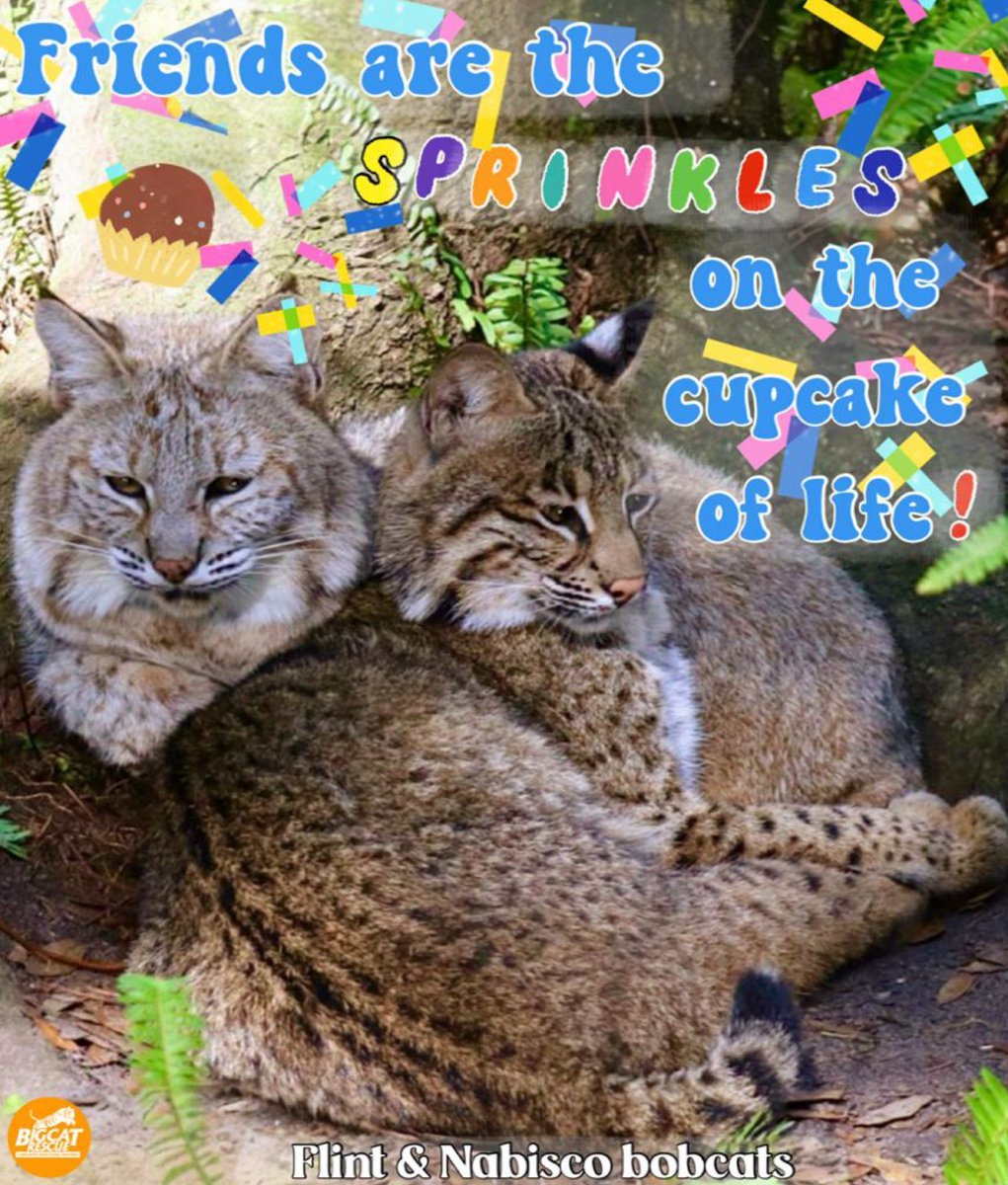 Friendship And Cupcake Quotes
