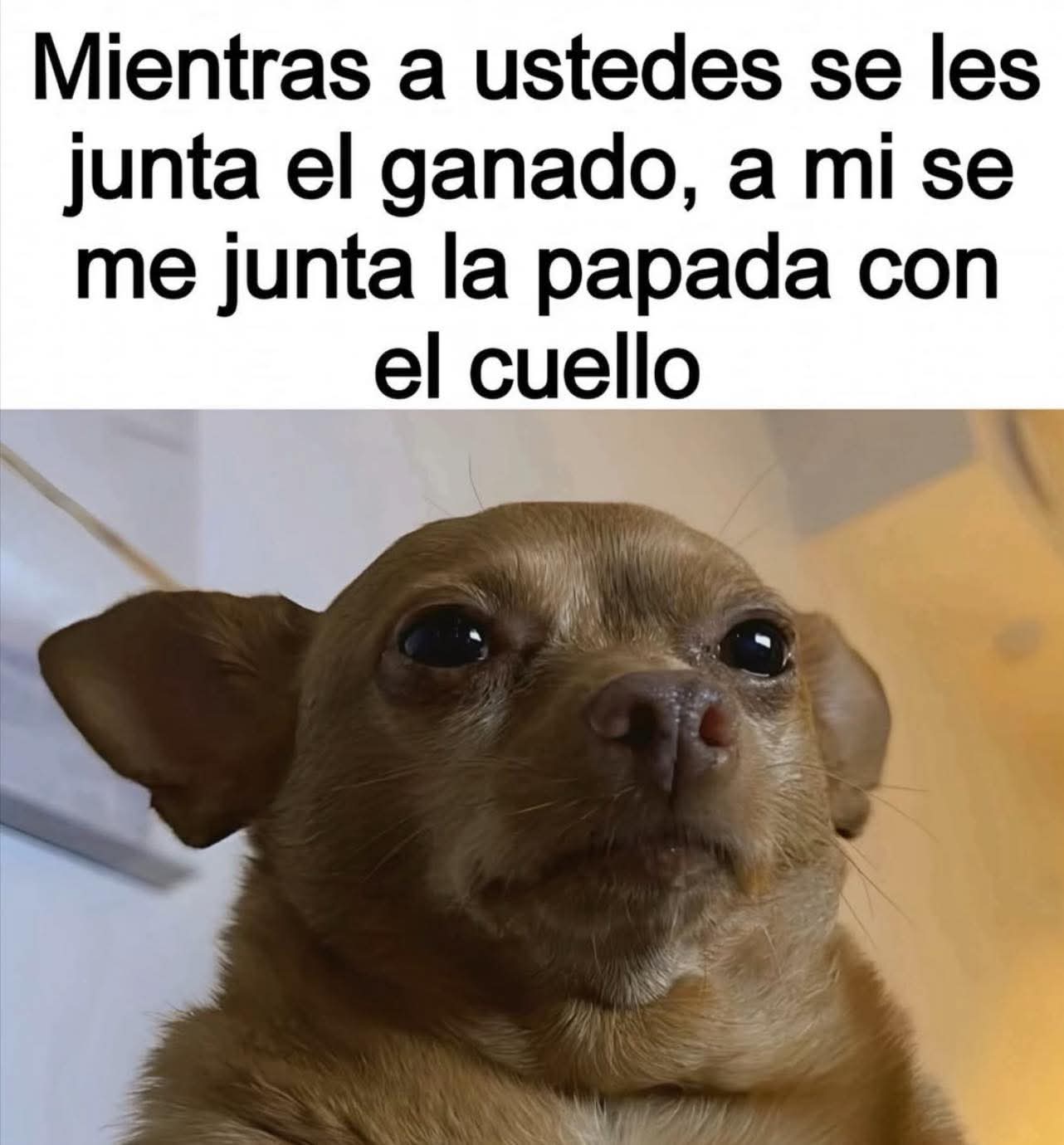 Memes Con Chihuahuas