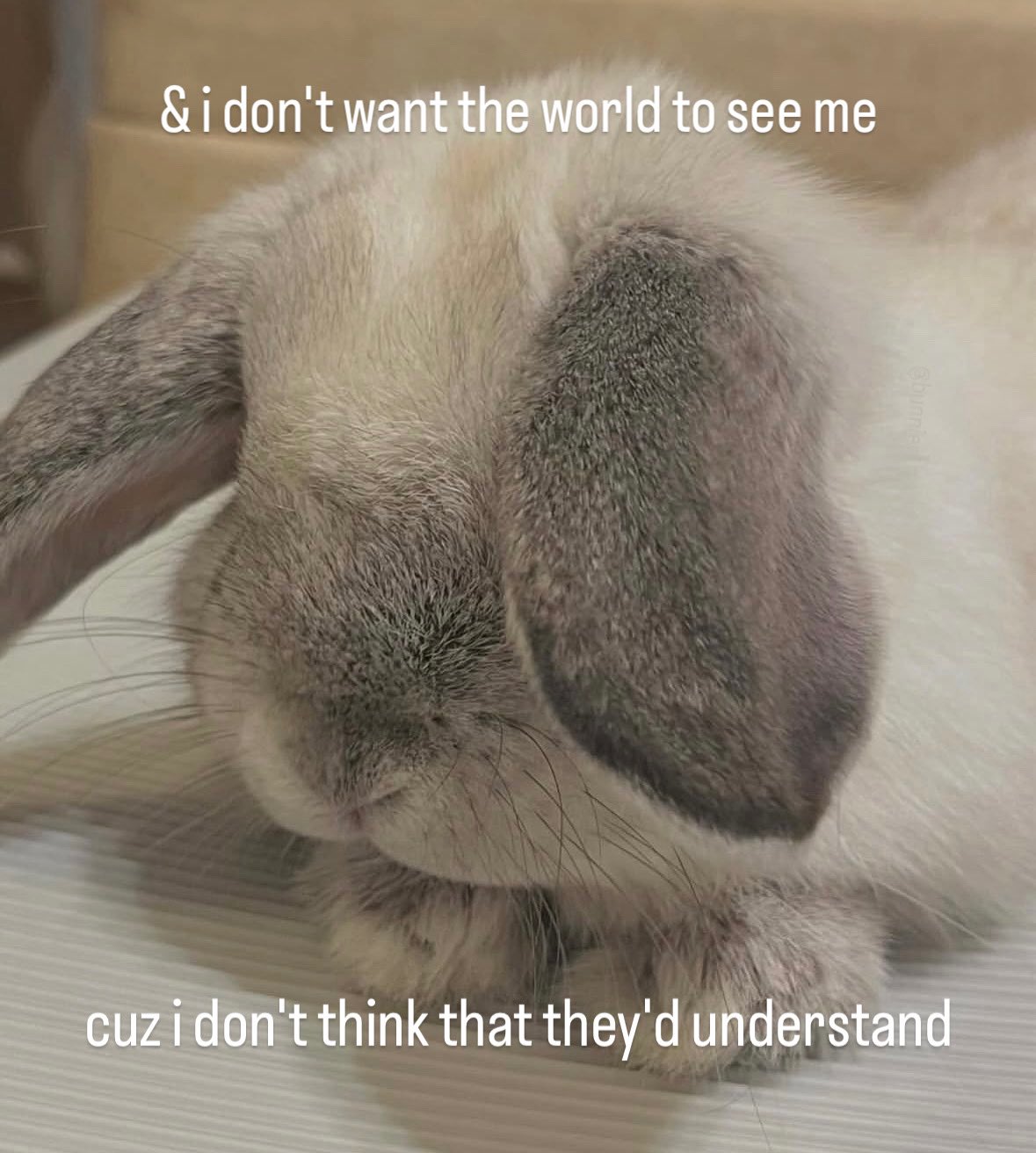 Sad Bunny Memes