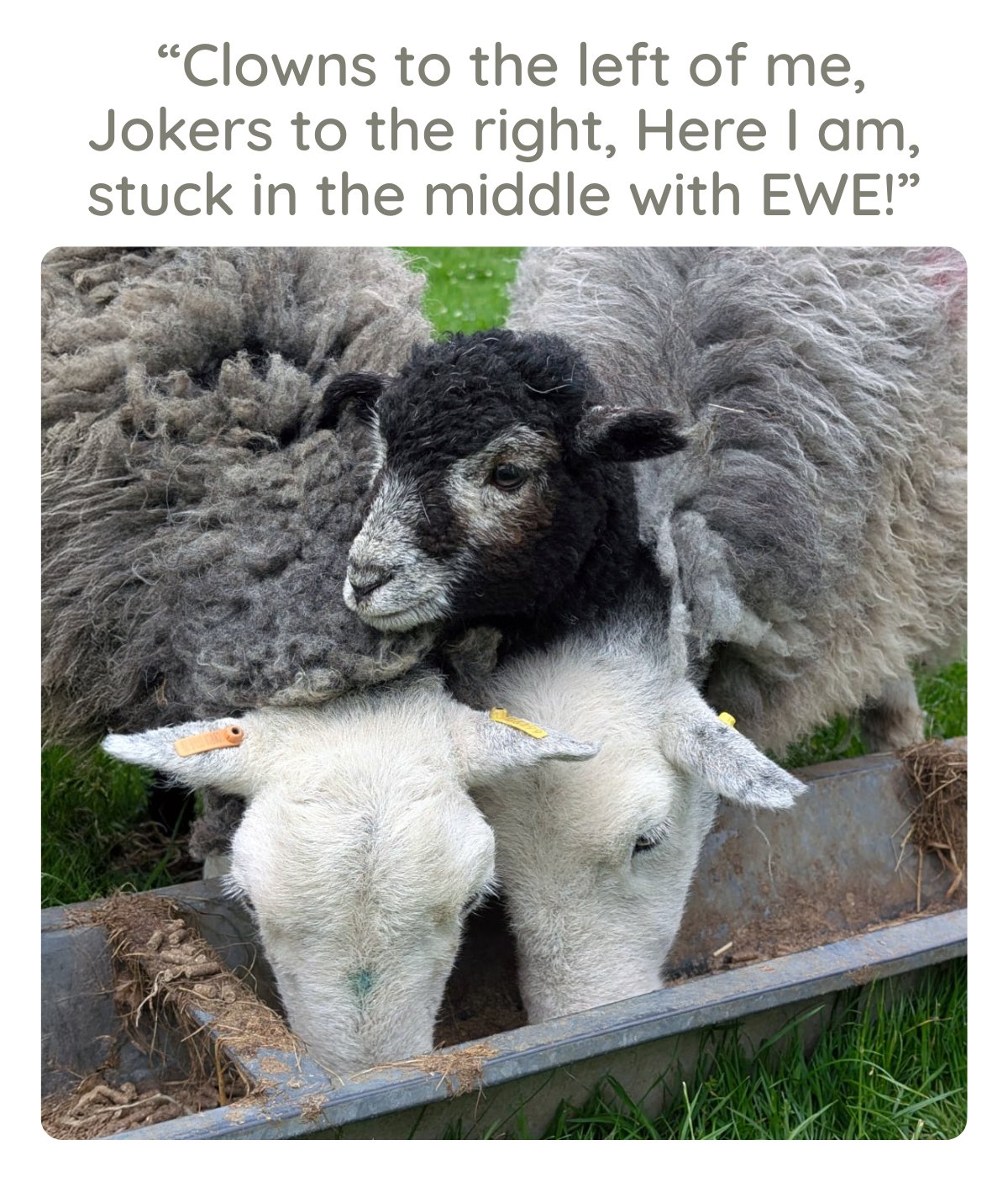 Sheep Captions