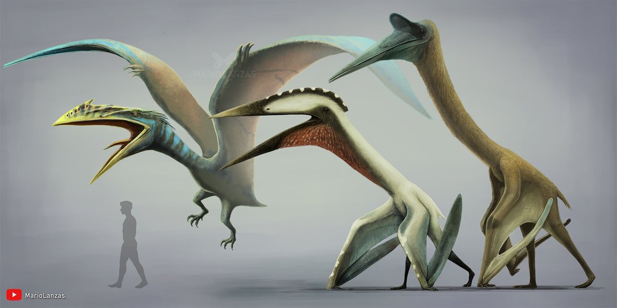 Quetzalcoatlus Size Comparison To Hatzegopteryx 0492