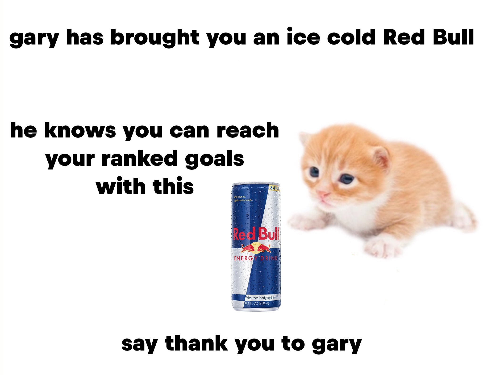 Red Bull Cat Memes