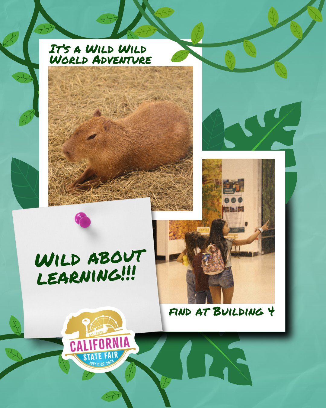 California State Fair Animals