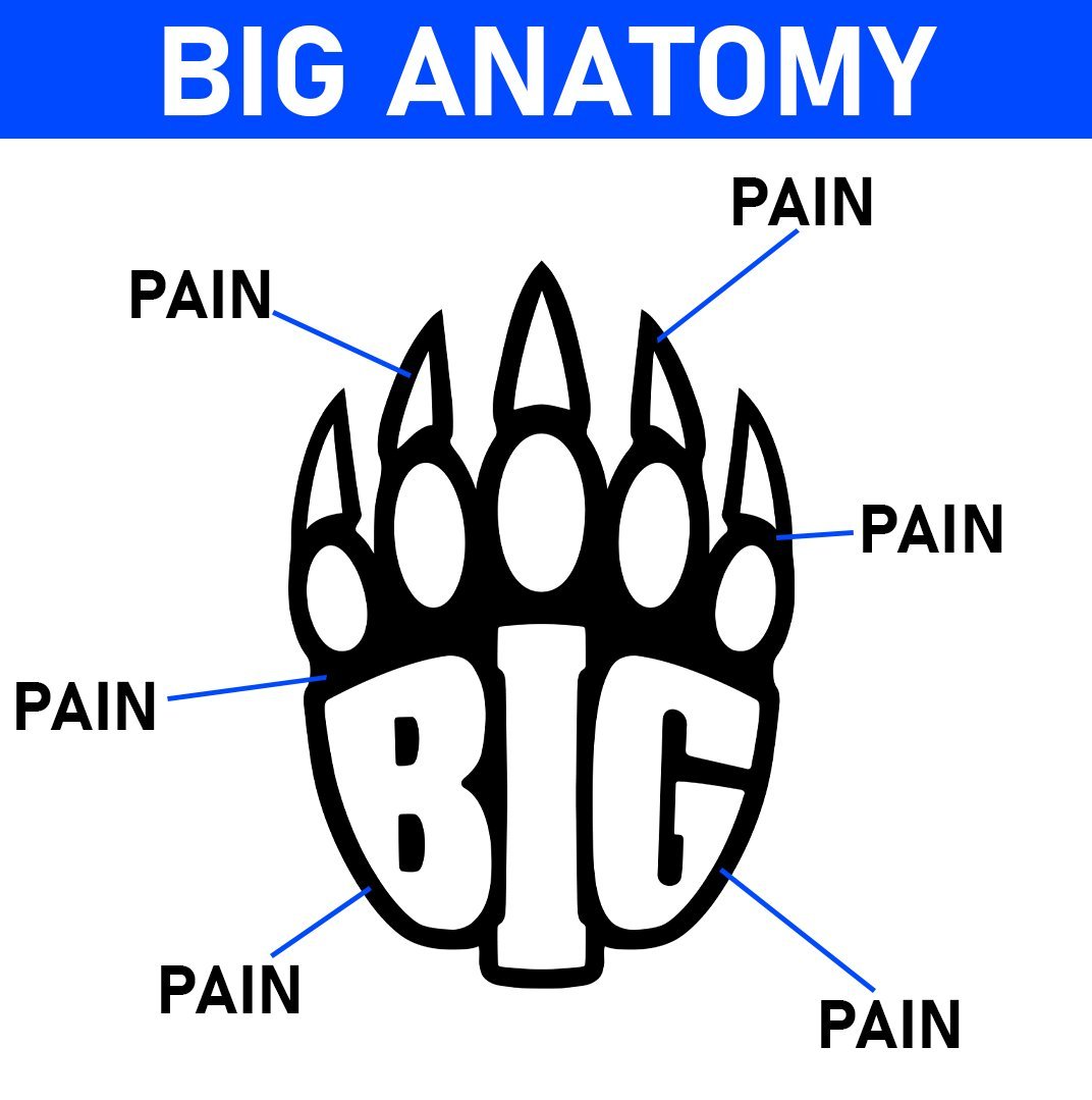 Bear Paw Anatomy Grizzly Bear Front Foot Replica
