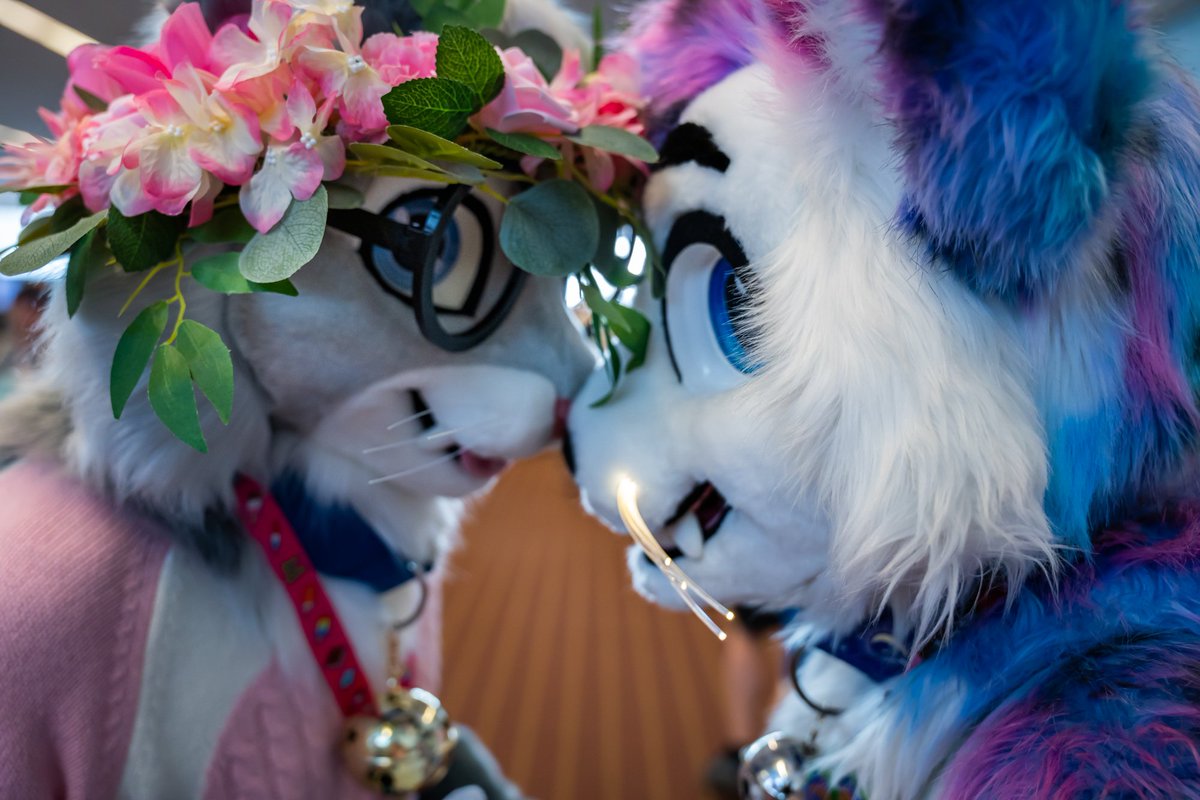 Astra @Astra_The_Kitty X Profile | Muskviewer