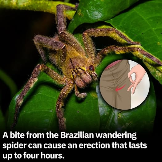 Brazilian Wandering Spider Venom Effects