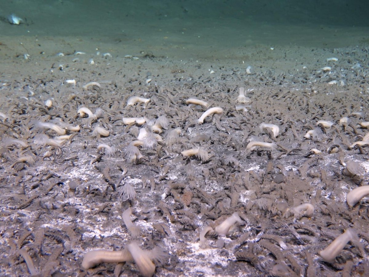 Chinese Academy of Sciences Discovers Deepest Chemosynthesis-Based ...