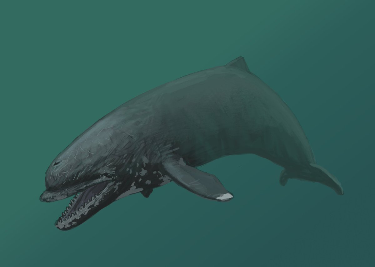 Forgot to post the Flocking sketches! #paleostream Simbakubwa ...