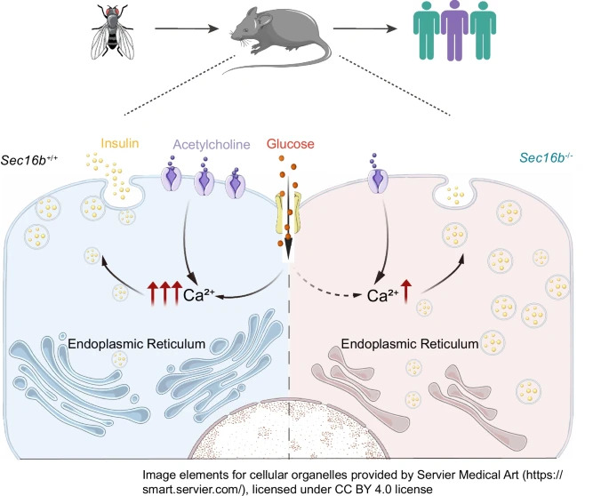 New EASD-ADA consensus guidelines on managing hyperglycaemia in type 2 ...
